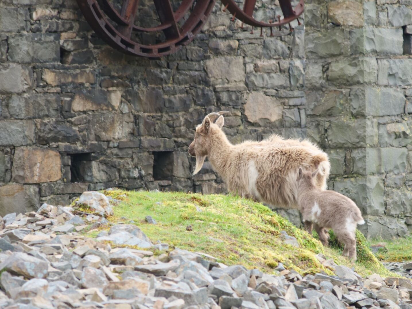 The wild goats of the Llyn Peninsular North Wales - Trefor Bay
